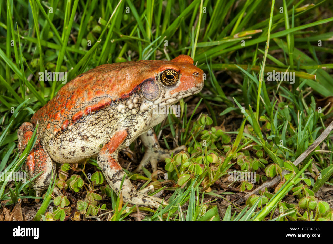 African Red Toad (Schismaderma carens), Marakele National Park, Limpopo ...