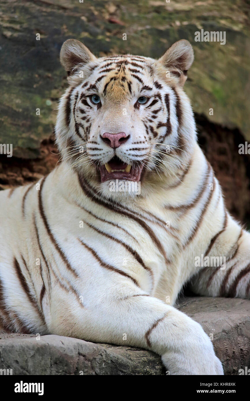 Bengal Tiger (Panthera tigris tigris), white morph, Singapore Zoo ...