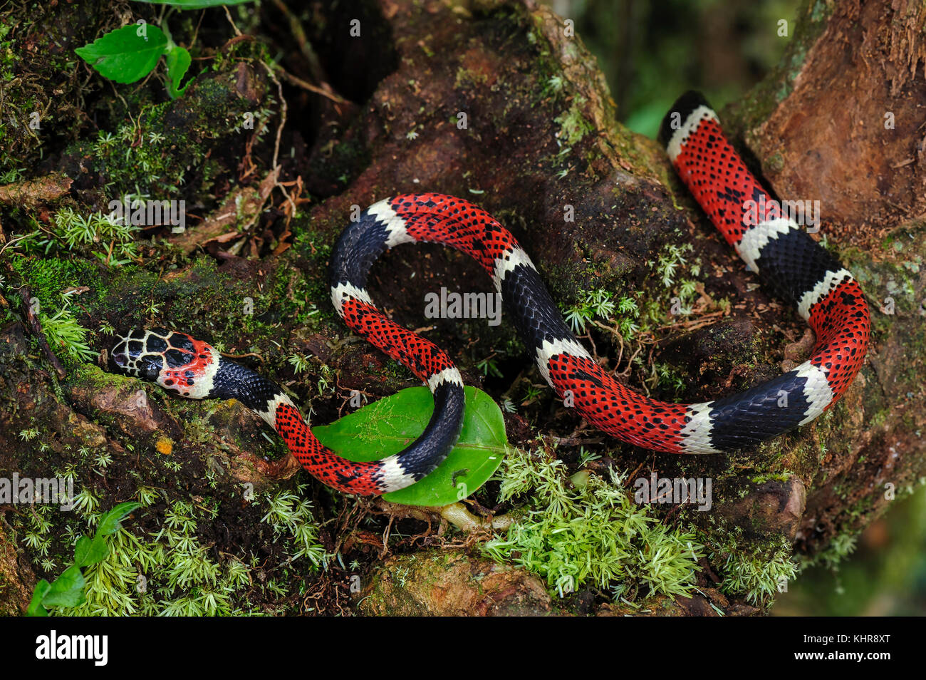 Colubrid Snake (Rhinobothryum bovallii), San Cipriano, Colombia Stock ...