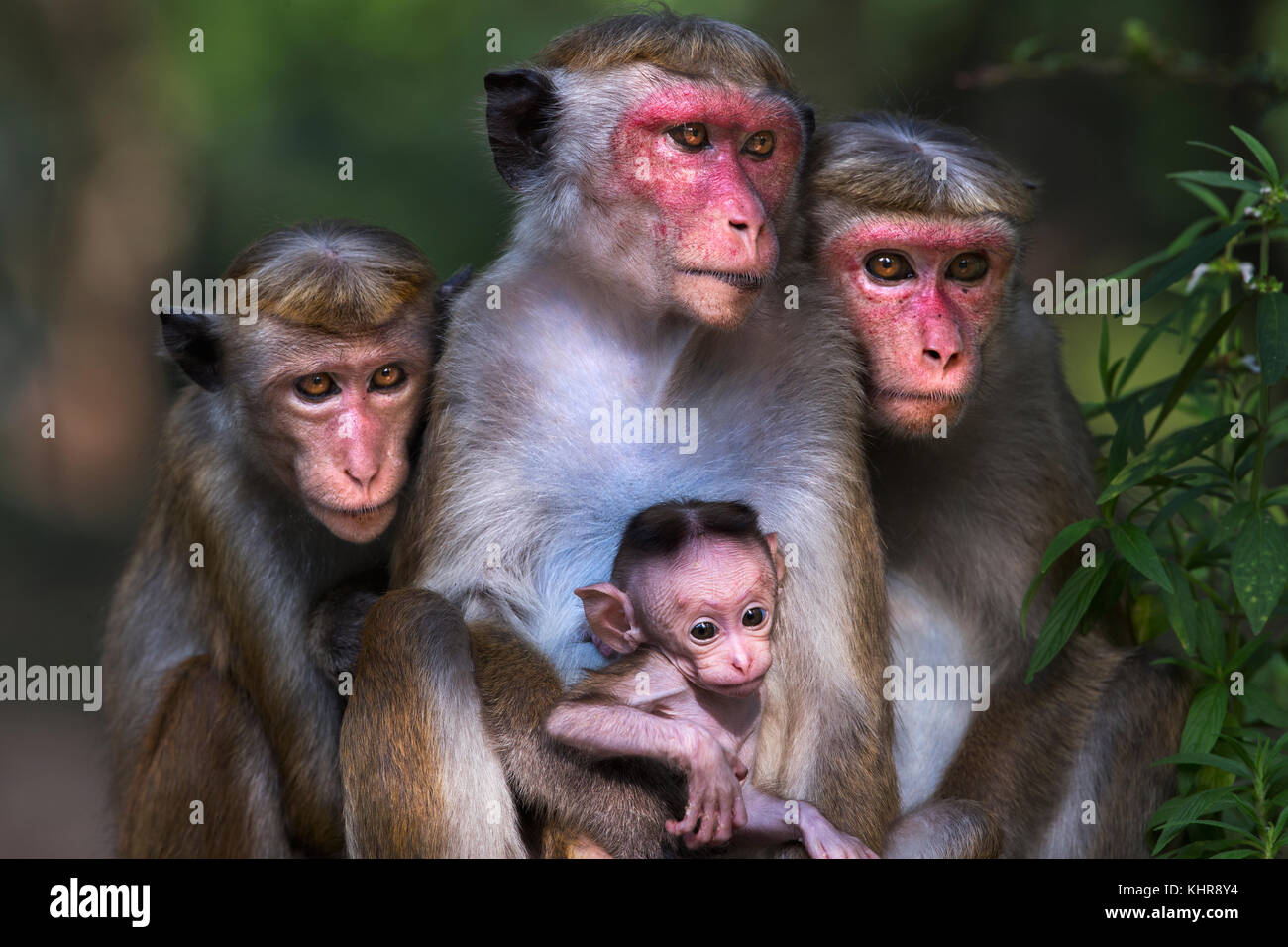 Toque Macaque (Macaca sinica) females and young, Polonnaruwa, Sri Lanka ...
