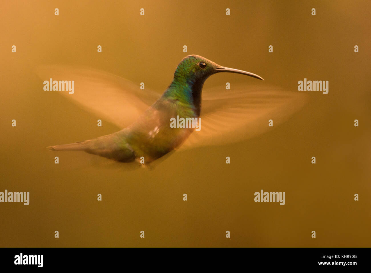 Black-throated Mango (Anthracothorax nigricollis) hummingbird male ...