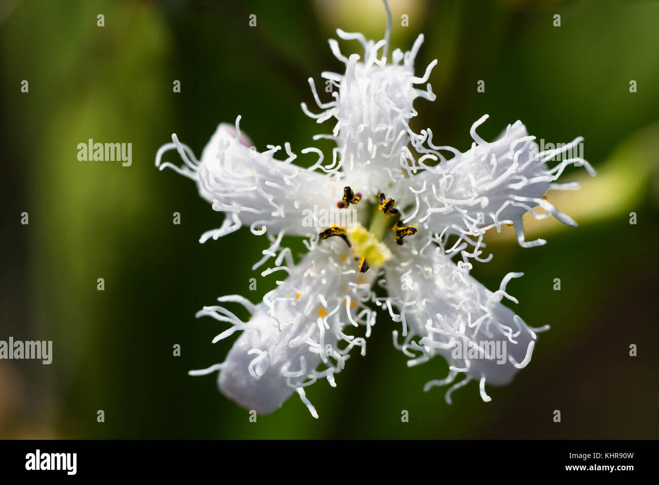 Bogbean (Menyanthes trifoliata) flower, Bavaria, Germany Stock Photo ...