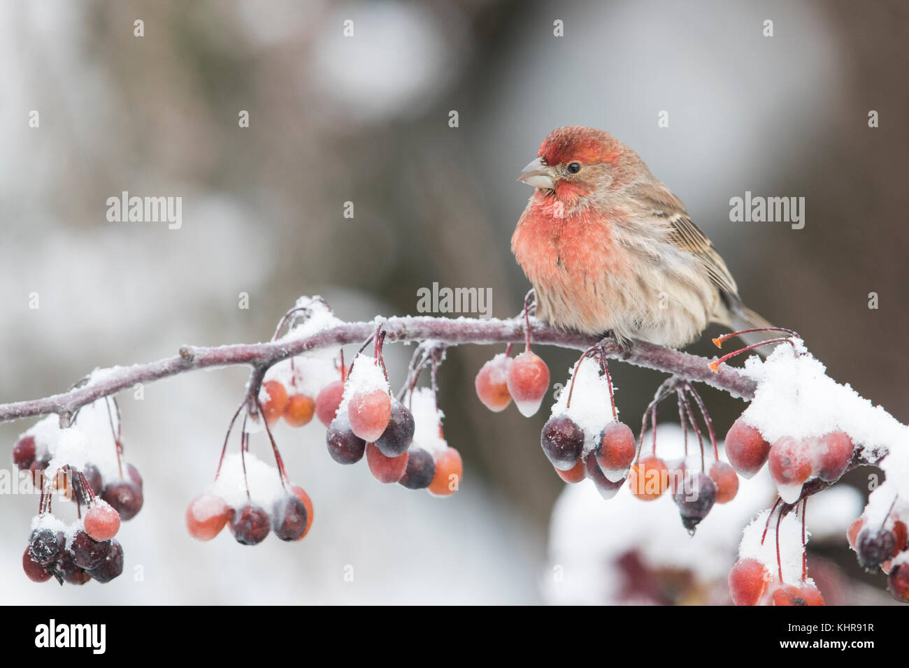 House Finch (Carpodacus mexicanus) male in winter, Troy, Montana Stock ...