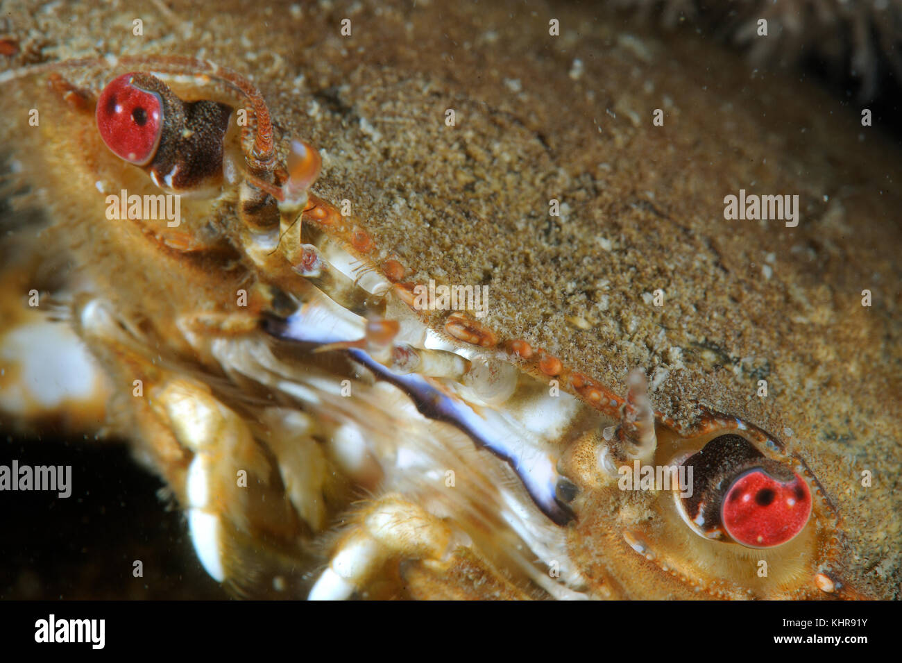 Velvet Swimming Crab (Necora puber), Netherlands Stock Photo - Alamy