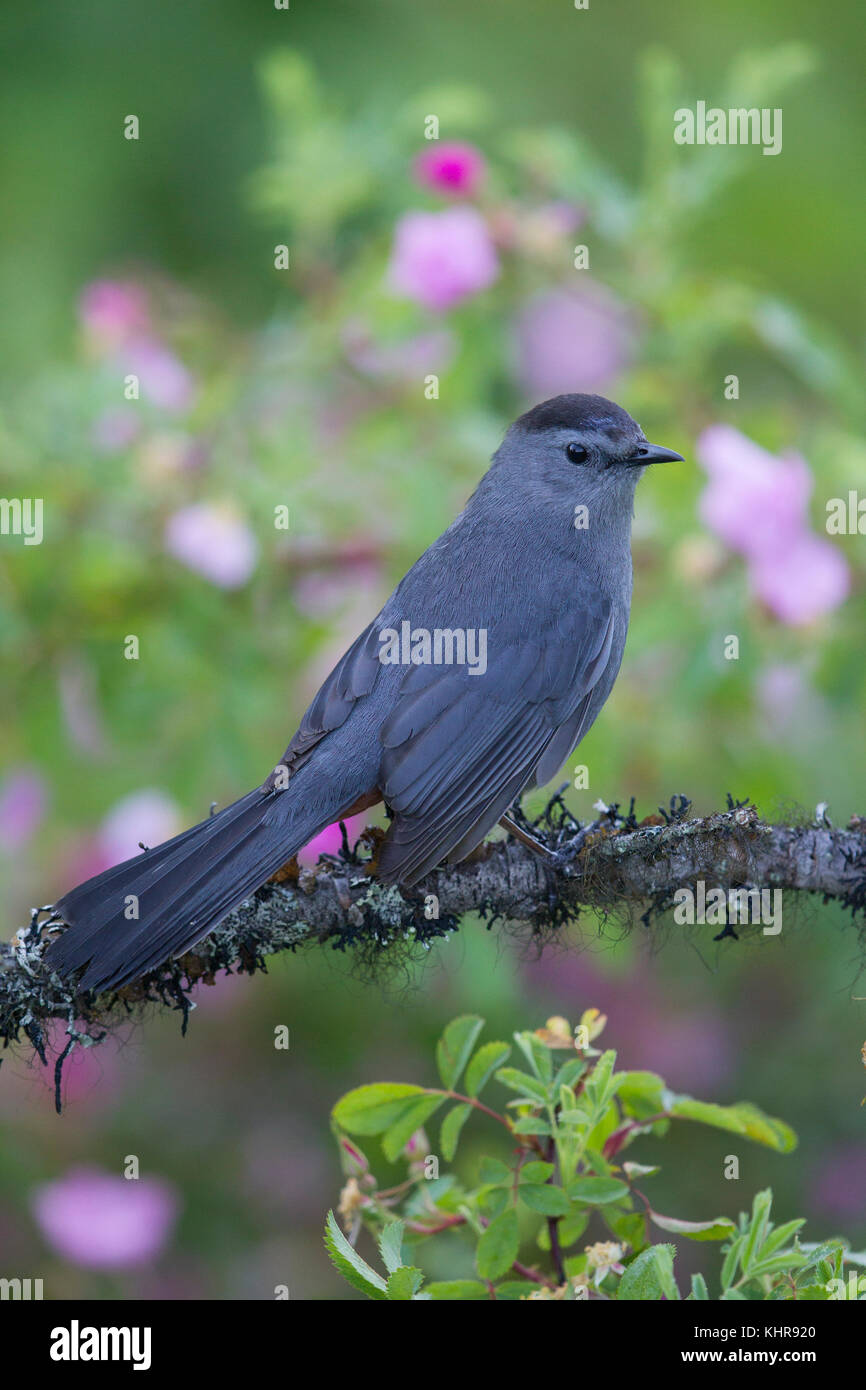 Gray Catbird (Dumetella carolinensis) male in Rose (Rosa sp) bush, Troy ...