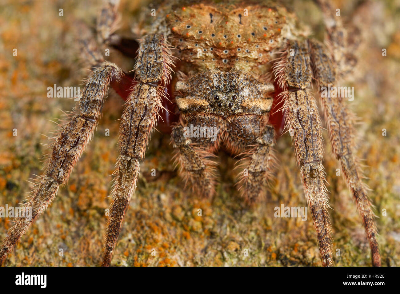 Spider (Caerostris sp), Antananarivo, Madagascar Stock Photo - Alamy