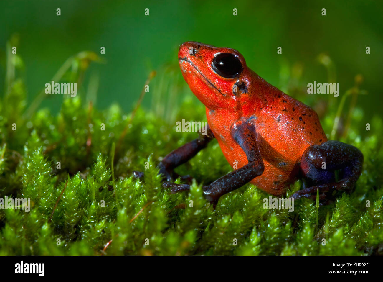Strawberry Poison Dart Frog (Oophaga pumilio), Costa Rica Stock Photo ...