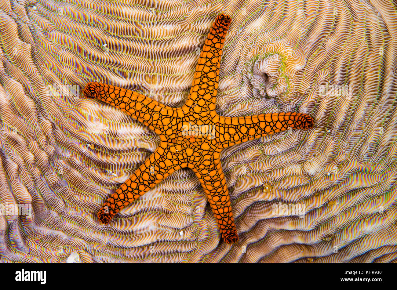 Indian Sea Star (Fromia indica) on coral, Raja Ampat Islands, Indonesia ...