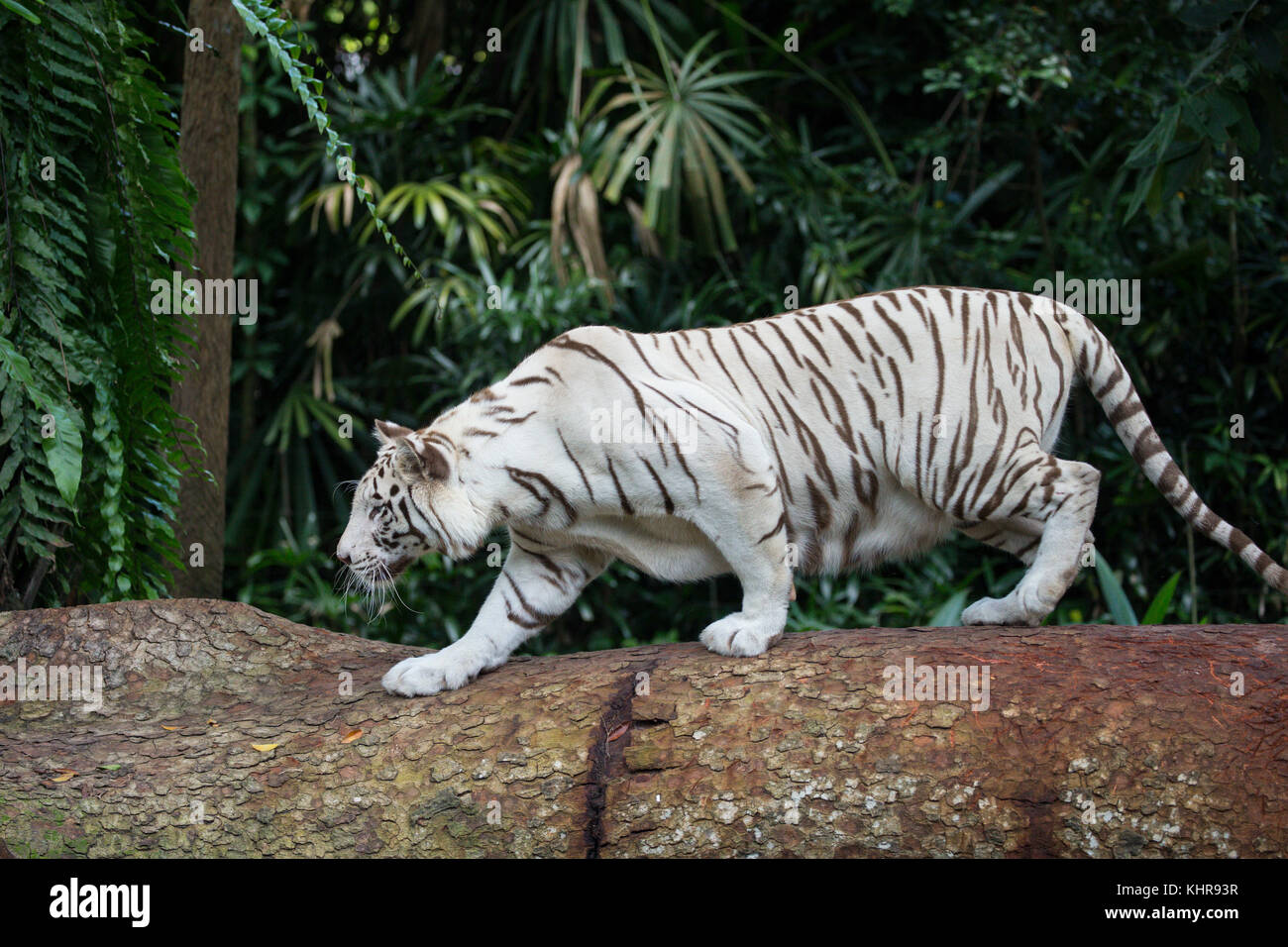 Bengal Tiger (Panthera tigris tigris), white morph, native to India ...