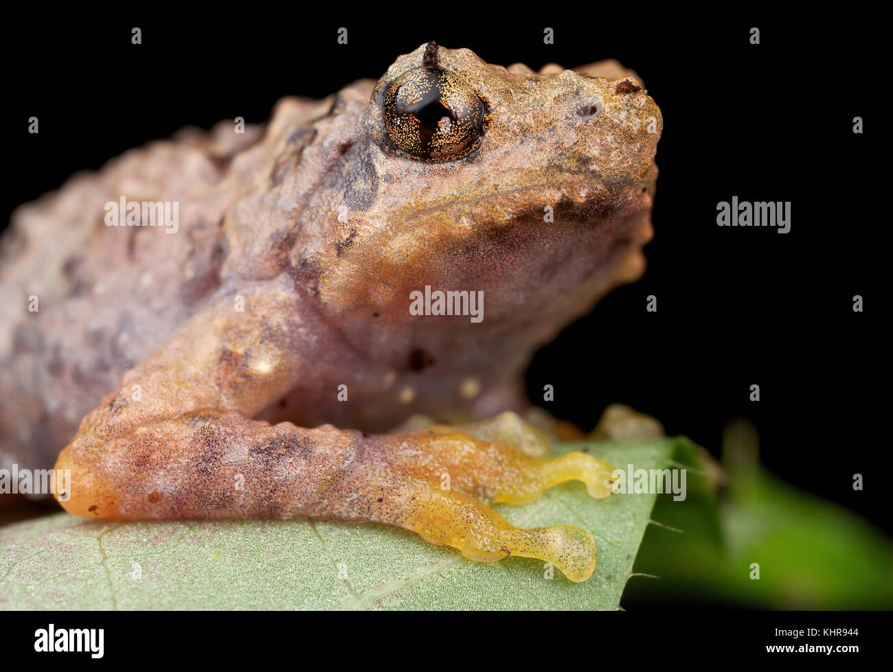 Bornean Tree-hole Frog (Metaphrynella sundana), Mount Kinabalu National ...