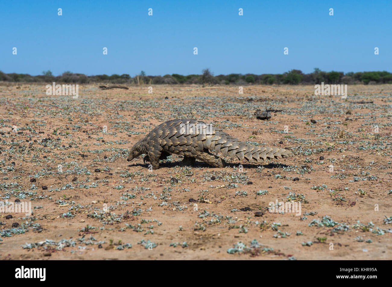Cape Pangolin (Manis temminckii), Limpopo, South Africa Stock Photo - Alamy