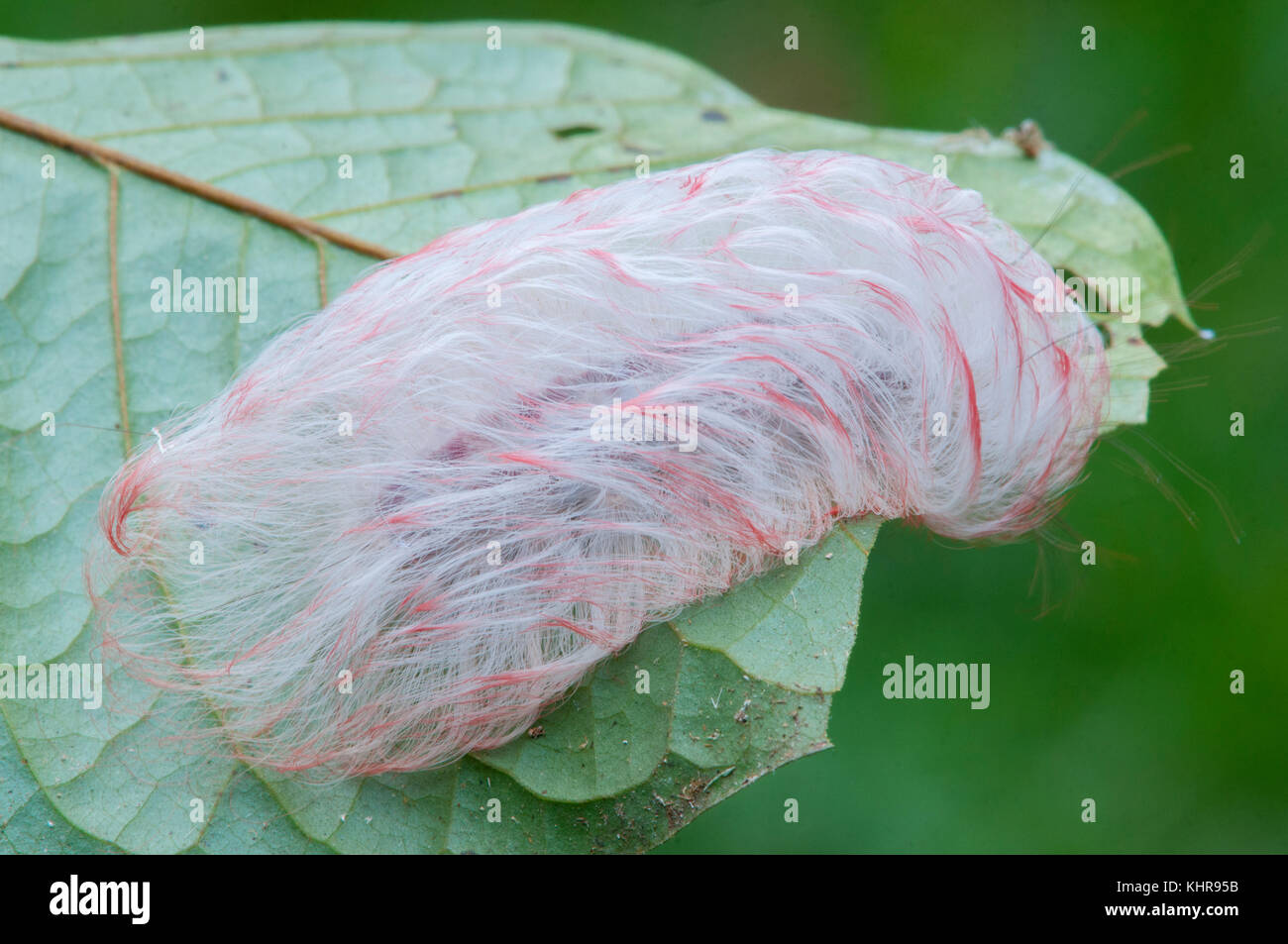 Flannel Moth (Megalopygidae) caterpillar, Tambopata National Reserve ...