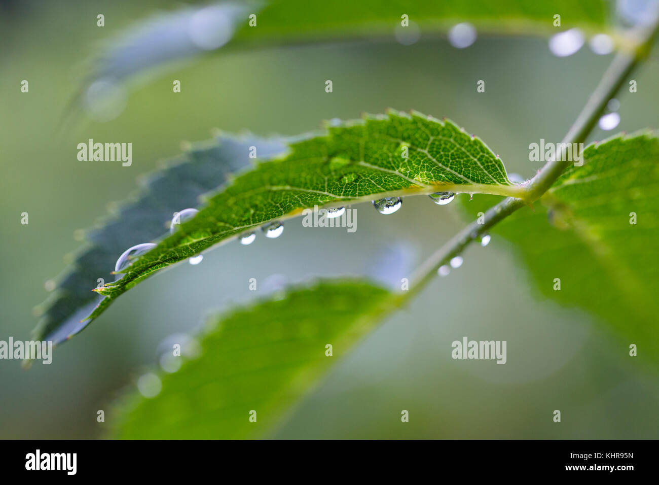 Rose (Rosa sp) leaf with dew, Germany Stock Photo - Alamy