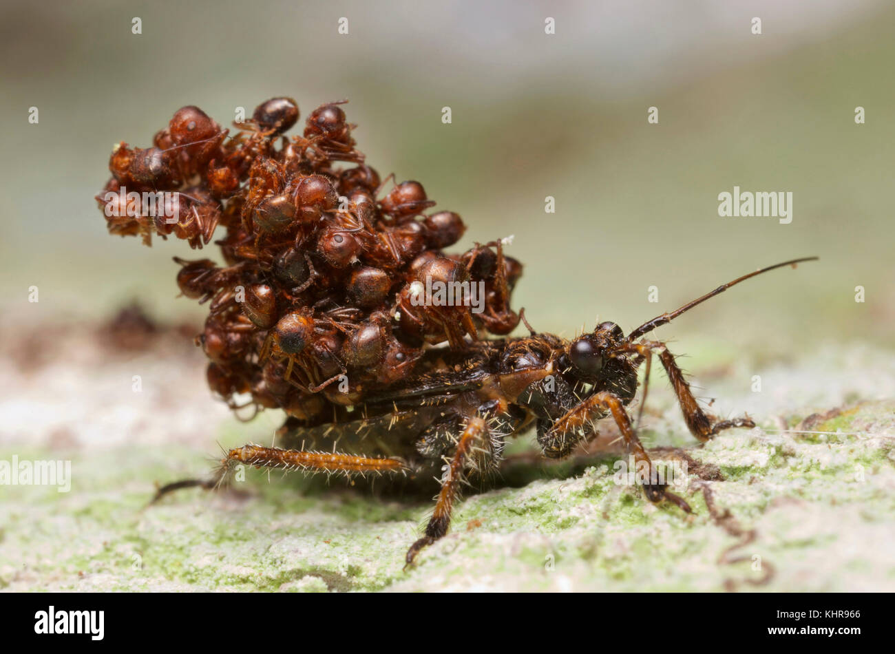 Assassin Bug (Acanthaspis sp) being attacked by ants, Gunung Leuser ...