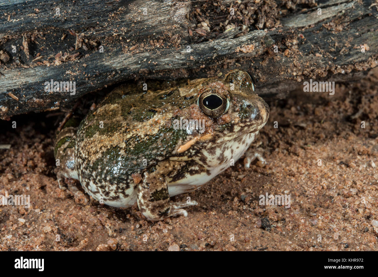 Tremolo Sand Frog (Tomopterna cryptotis), Marakele National Park ...