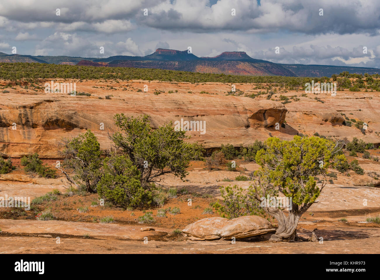 Utah Juniper (Juniperus osteosperma) and Pinon Pine (Pinus edulis ...
