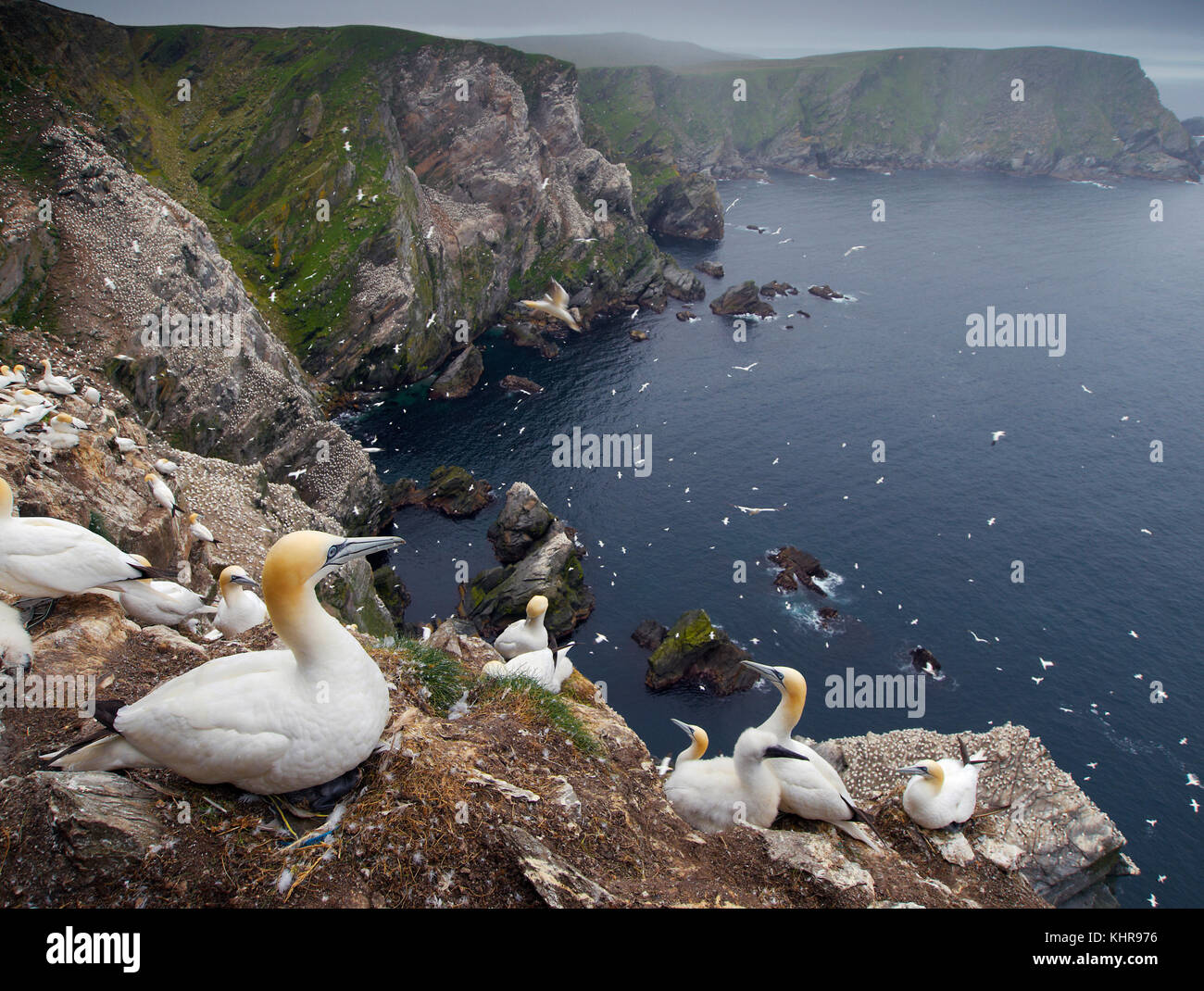 Northern Gannet (Morus bassanus), cliff-nesting colony along coast ...