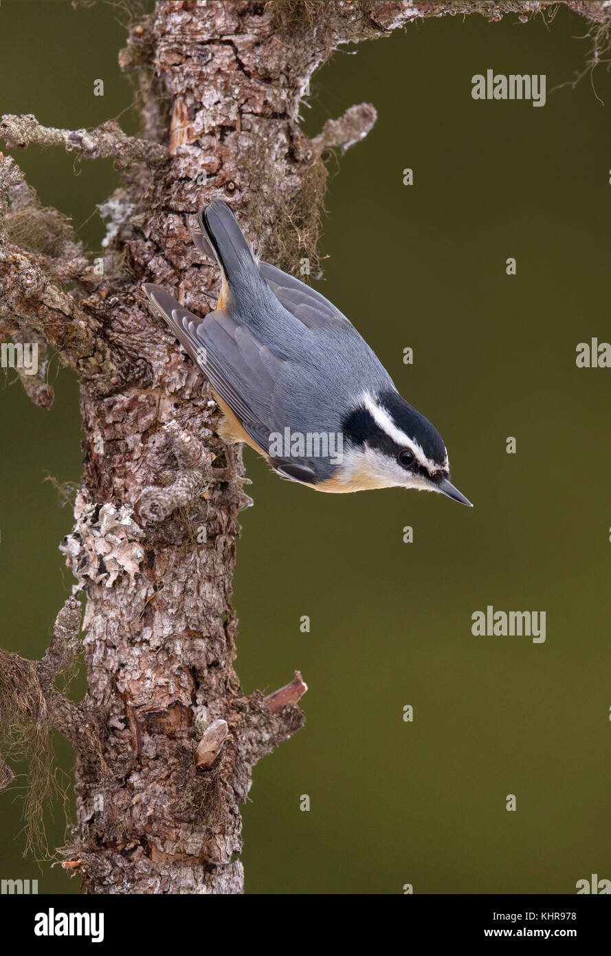 Red-breasted Nuthatch (Sitta canadensis), Alaska Stock Photo - Alamy