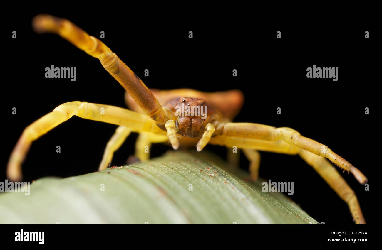 Crab Spider (Thomisidae), Mananara Nord National Park, Madagascar Stock ...