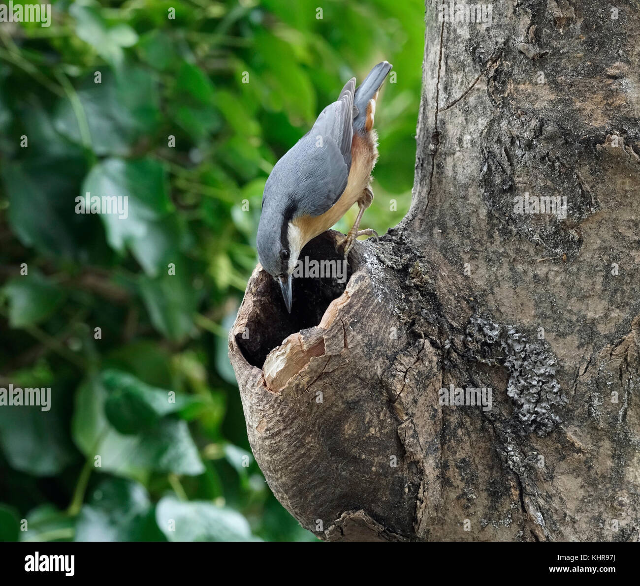 Wood Nuthatch (Sitta europaea) at nest cavity, Sussex, England Stock ...