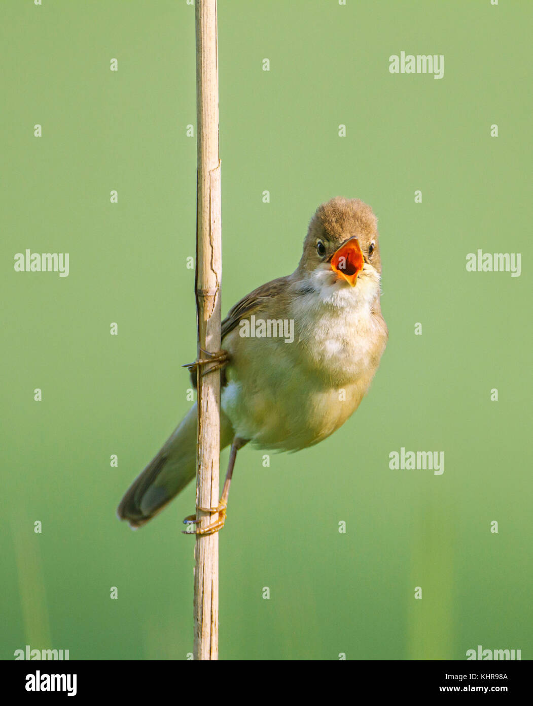 Eurasian Reed-Warbler (Acrocephalus scirpaceus) calling, Netherlands ...