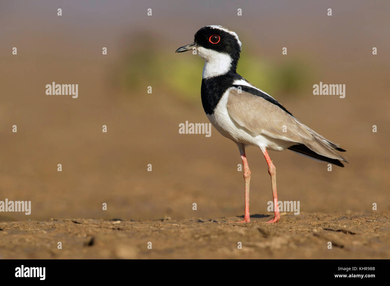 Pied Lapwing (Vanellus cayanus), Pantanal, Brazil Stock Photo - Alamy