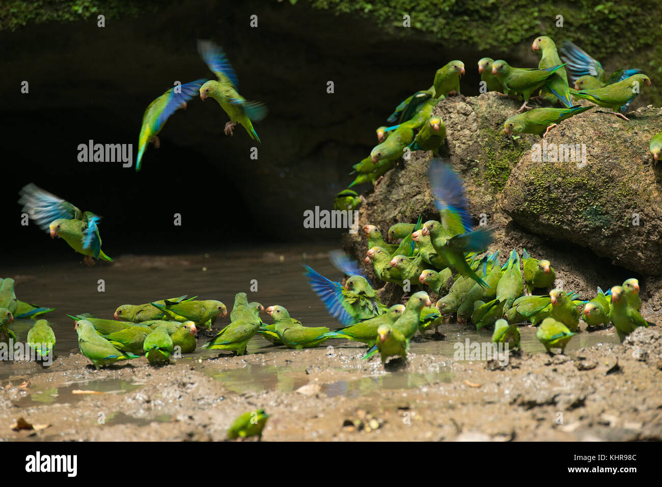 Cobalt-winged Parakeet (Brotogeris cyanoptera) flock at clay lick ...