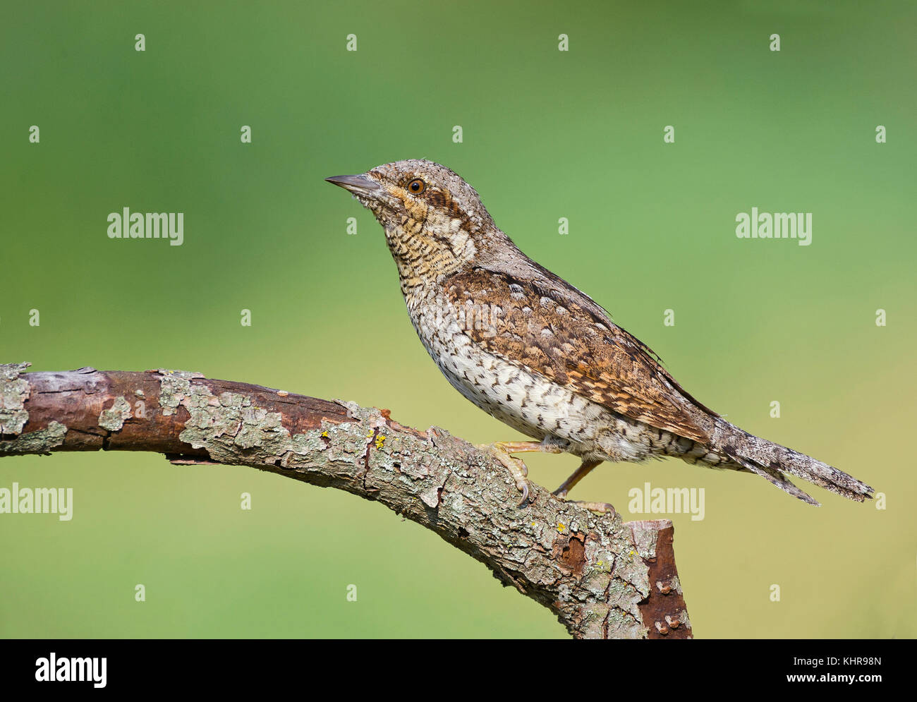 "Eurasian Wryneck (Jynx torquilla), Aosta Valley, Italy Stock Photo - Alamy