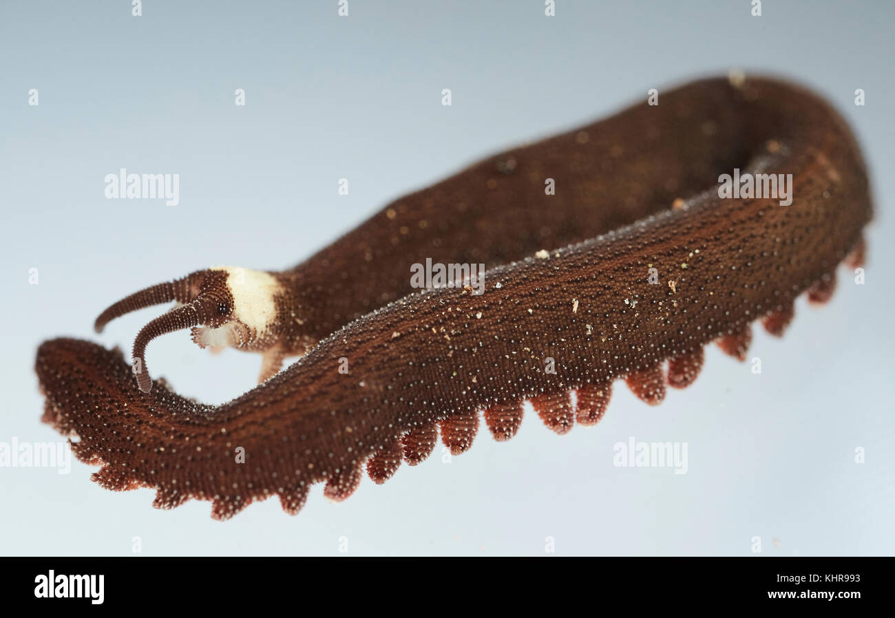 Velvet worm, Yasuni National Park, Ecuador Stock Photo - Alamy