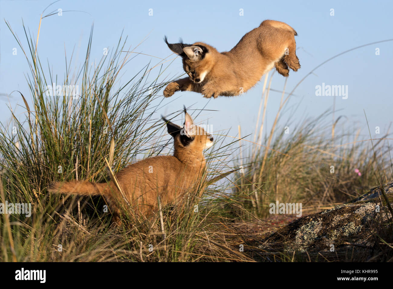 Caracal (Caracal caracal) cubs playing, native to Africa and Asia Stock ...