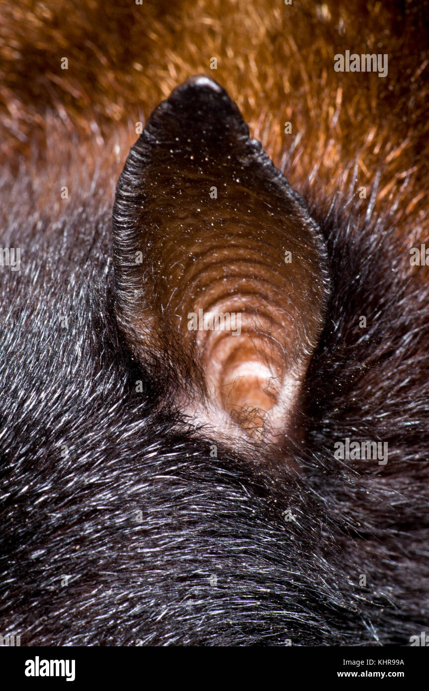 Little Brown Bat (Myotis lucifugus) ear, Organization for Bat ...