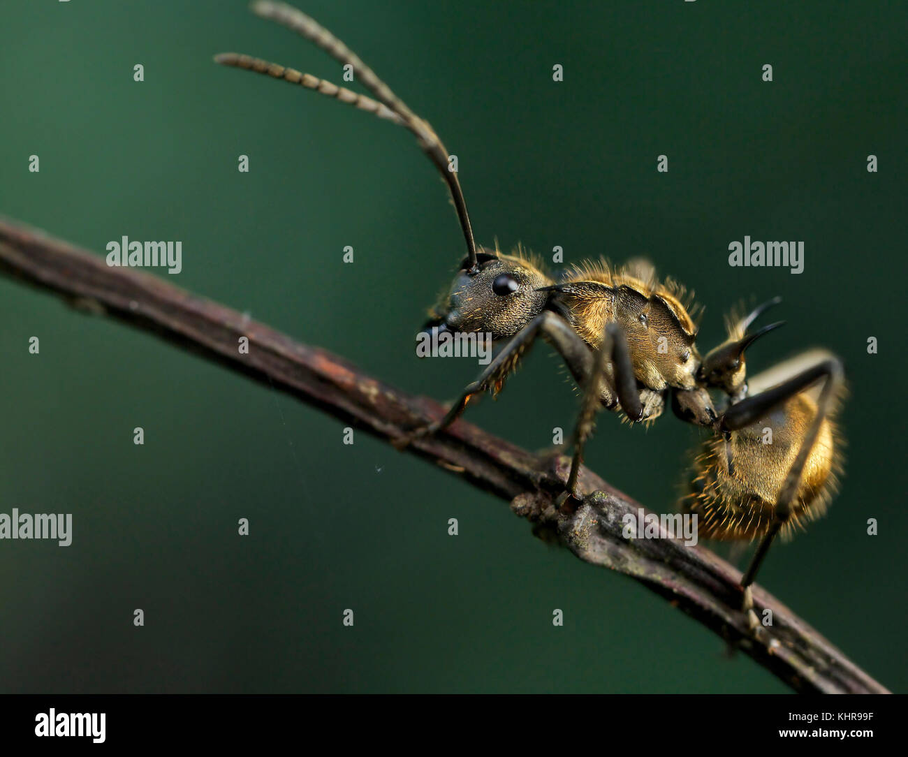 Spiny Ant (Polyrhachis sp), Amani Nature Reserve, Tanzania Stock Photo ...