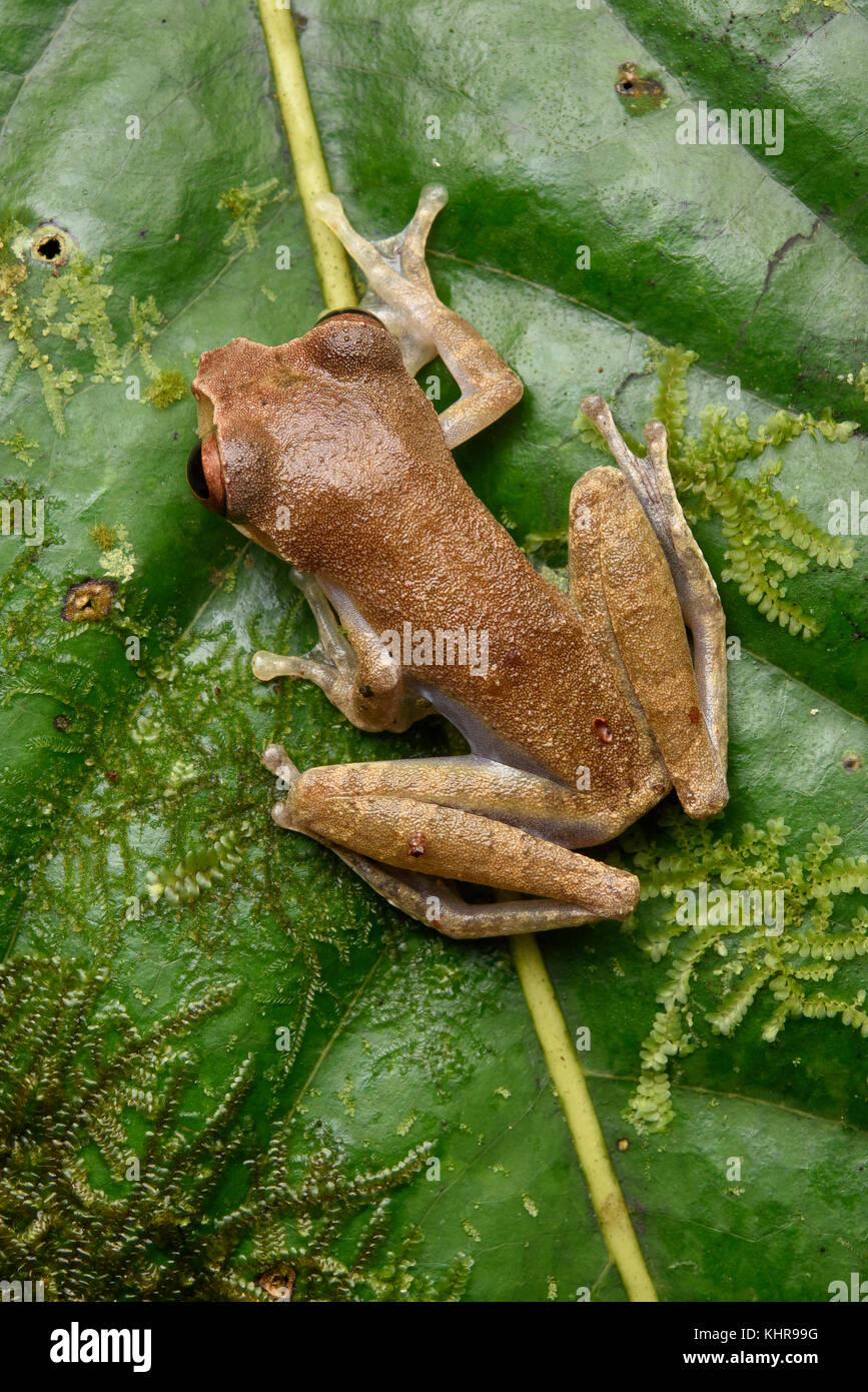 Flying Frog (Rhacophorus gauni), Mulu National Park, Sarawak, Borneo ...