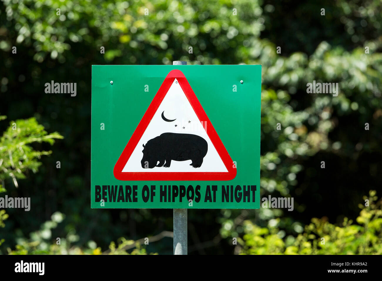 Hippopotamus (Hippopotamus amphibius) at night warning sign, KwaZulu ...