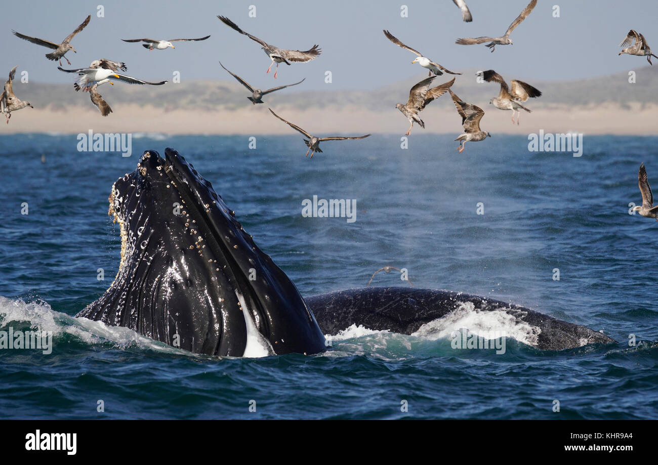 Humpback Whale (Megaptera novaeangliae) pair gulp feeding and gulls ...