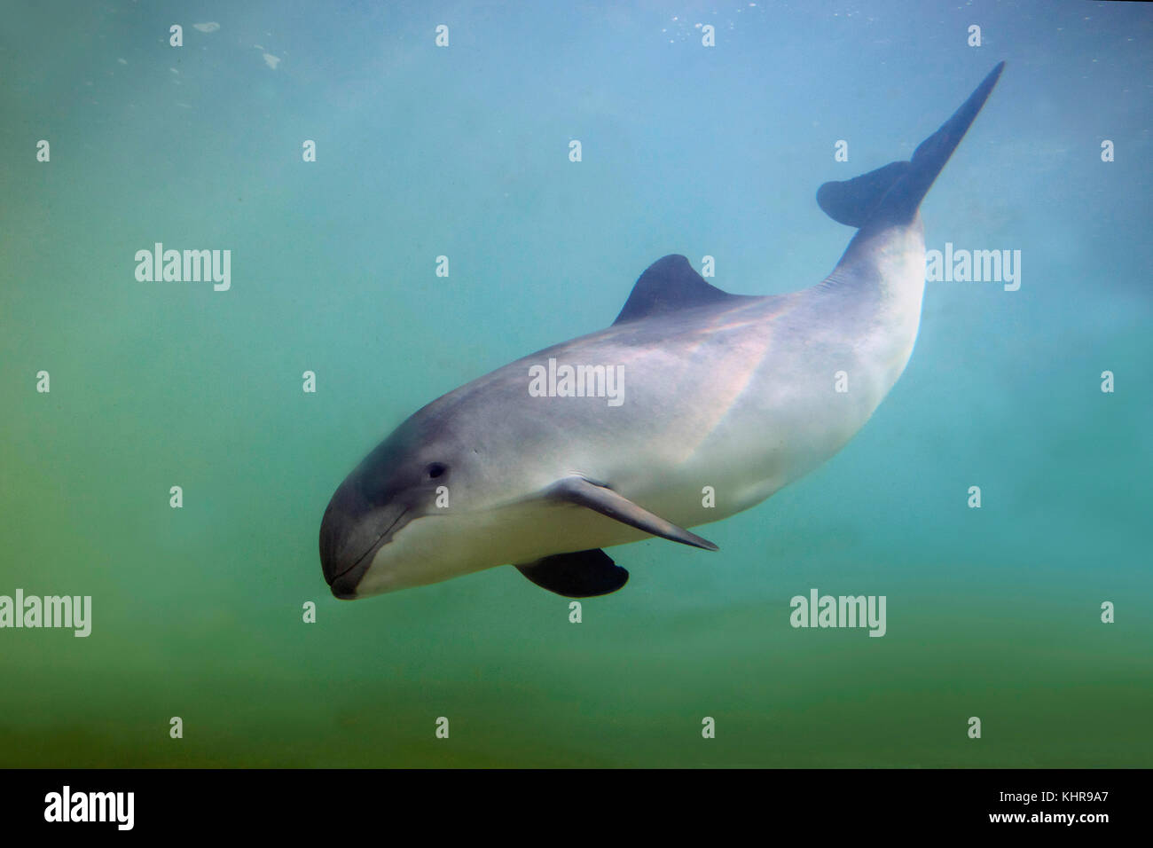 Harbor Porpoise (Phocoena phocoena), Europe Stock Photo - Alamy