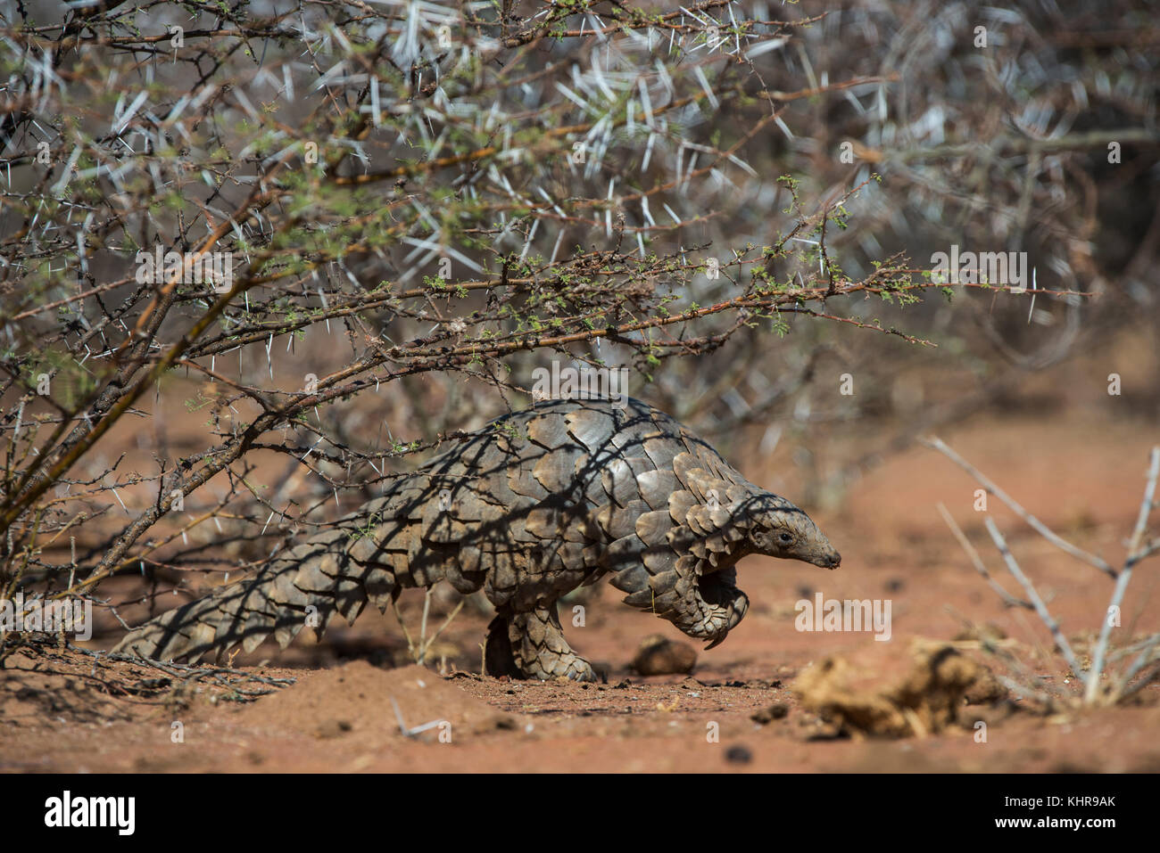 Cape Pangolin (Manis temminckii), Limpopo, South Africa Stock Photo - Alamy
