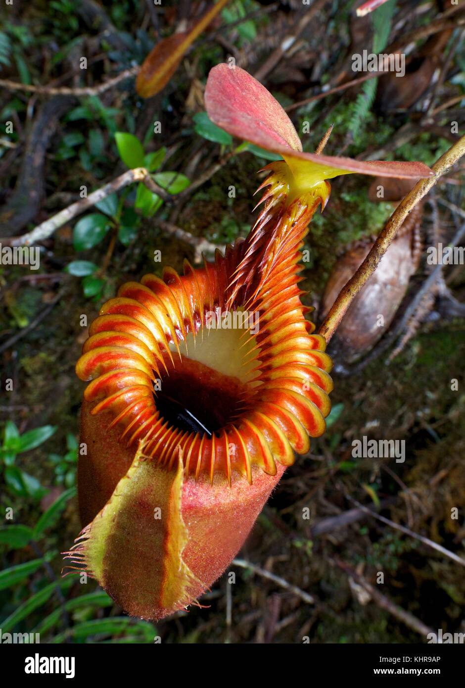 Villose Pitcher Plant (Nepenthes villosa), Mount Kinabalu National Park ...