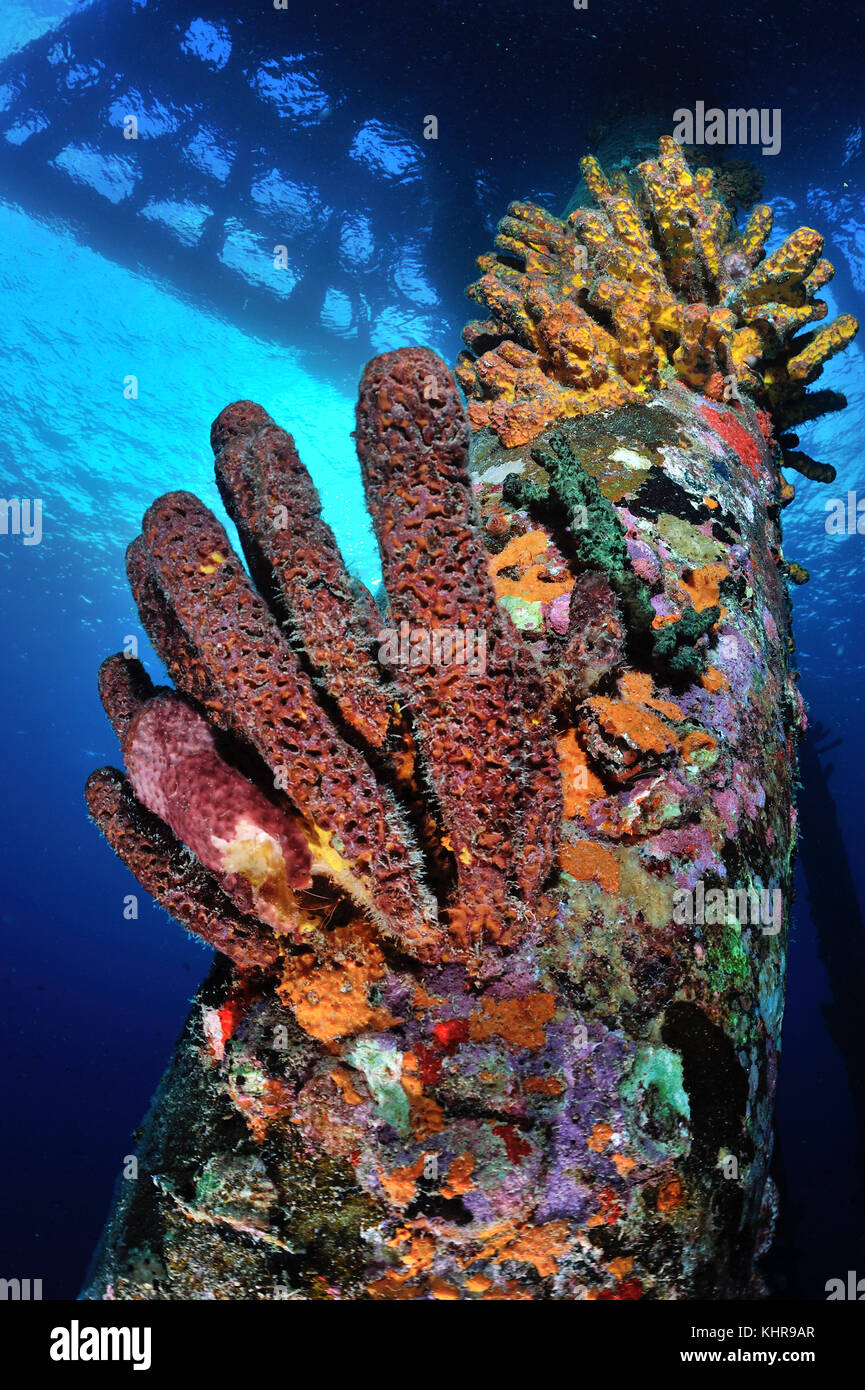 Stove Pipe Sponge (Aplysina archeri) group covering pier, Bonaire ...