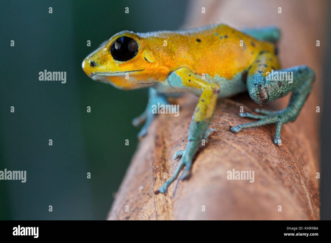Strawberry Poison Dart Frog (Oophaga pumilio), rambala morph, Chiriqui ...