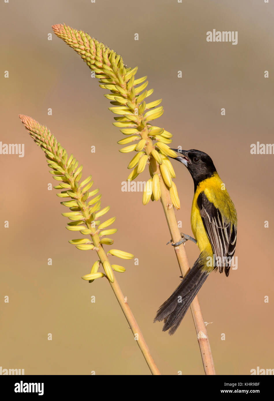Audubon's Oriole (Icterus graduacauda) calling on flowers, Texas Stock ...