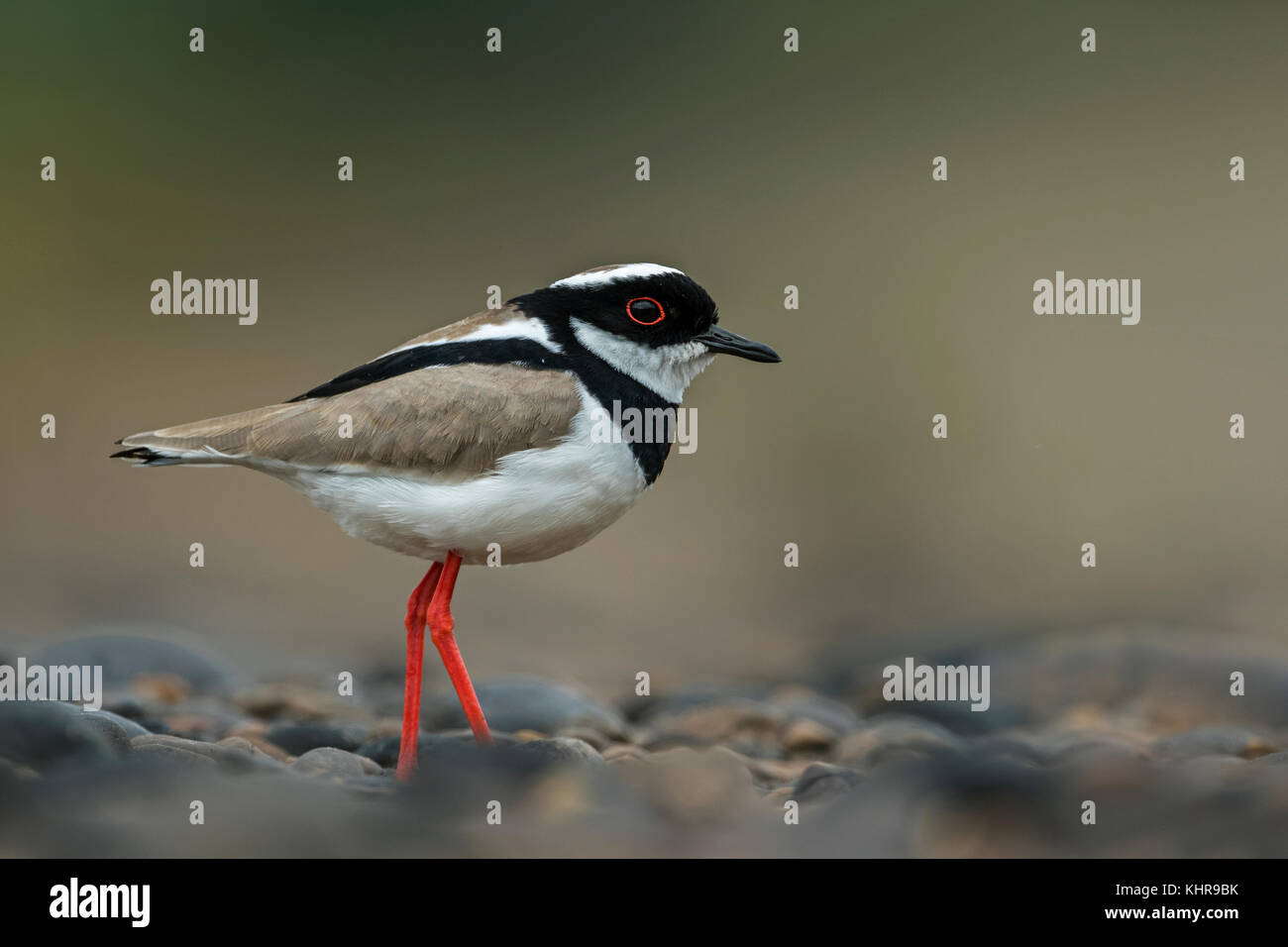 Pied Lapwing (Vanellus cayanus), Los Llanos, Colombia Stock Photo - Alamy