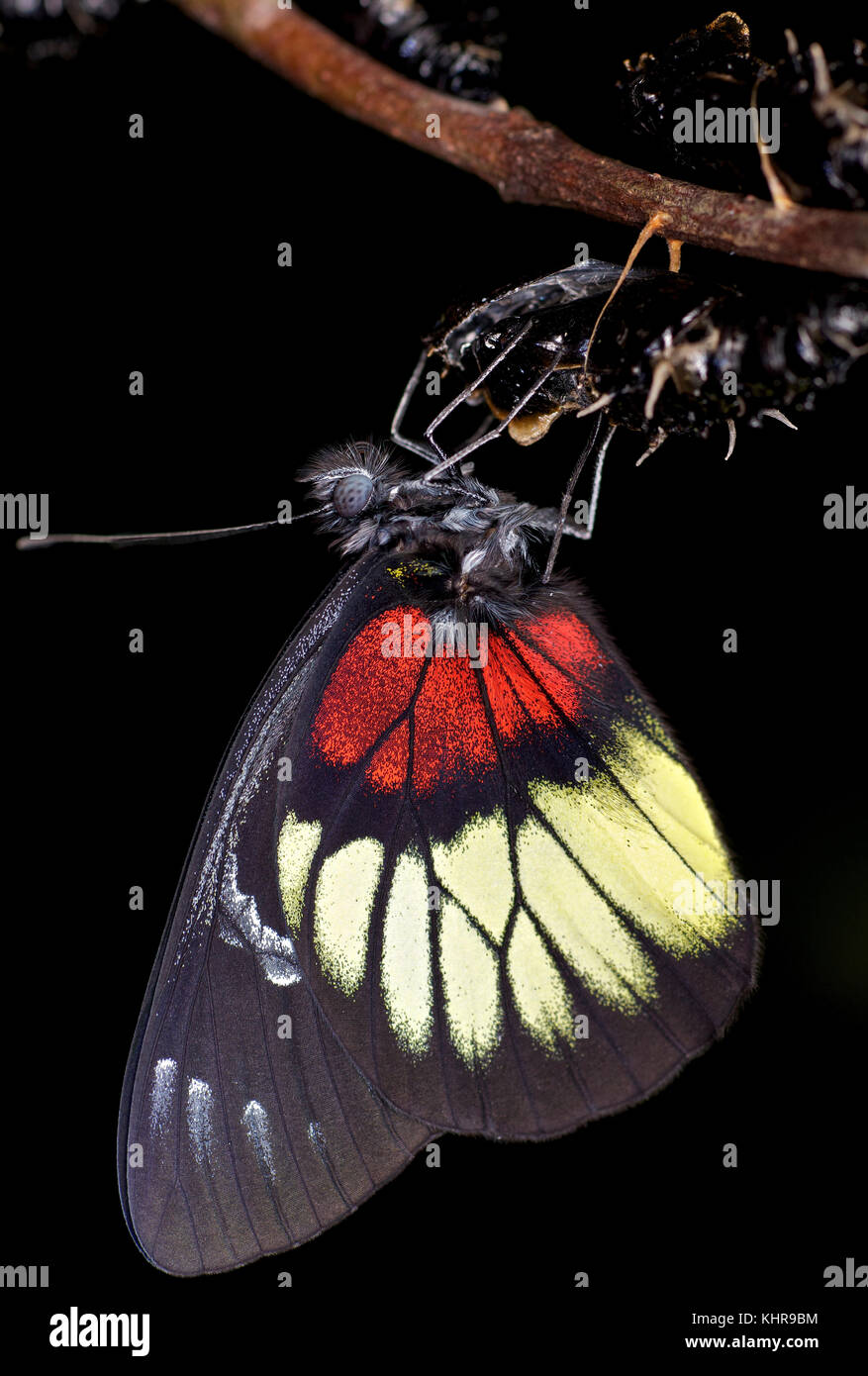 Heliconius Butterfly (Heliconius sp) emerging from chrysalis, Mount ...