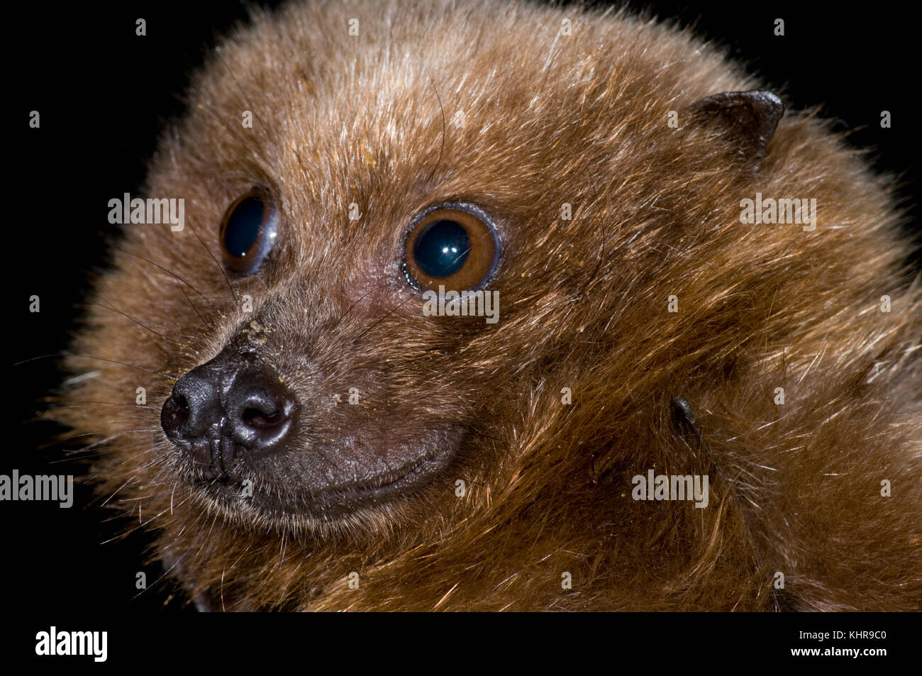 Rodrigues Flying Fox (Pteropus rodricensis), Organization for Bat ...