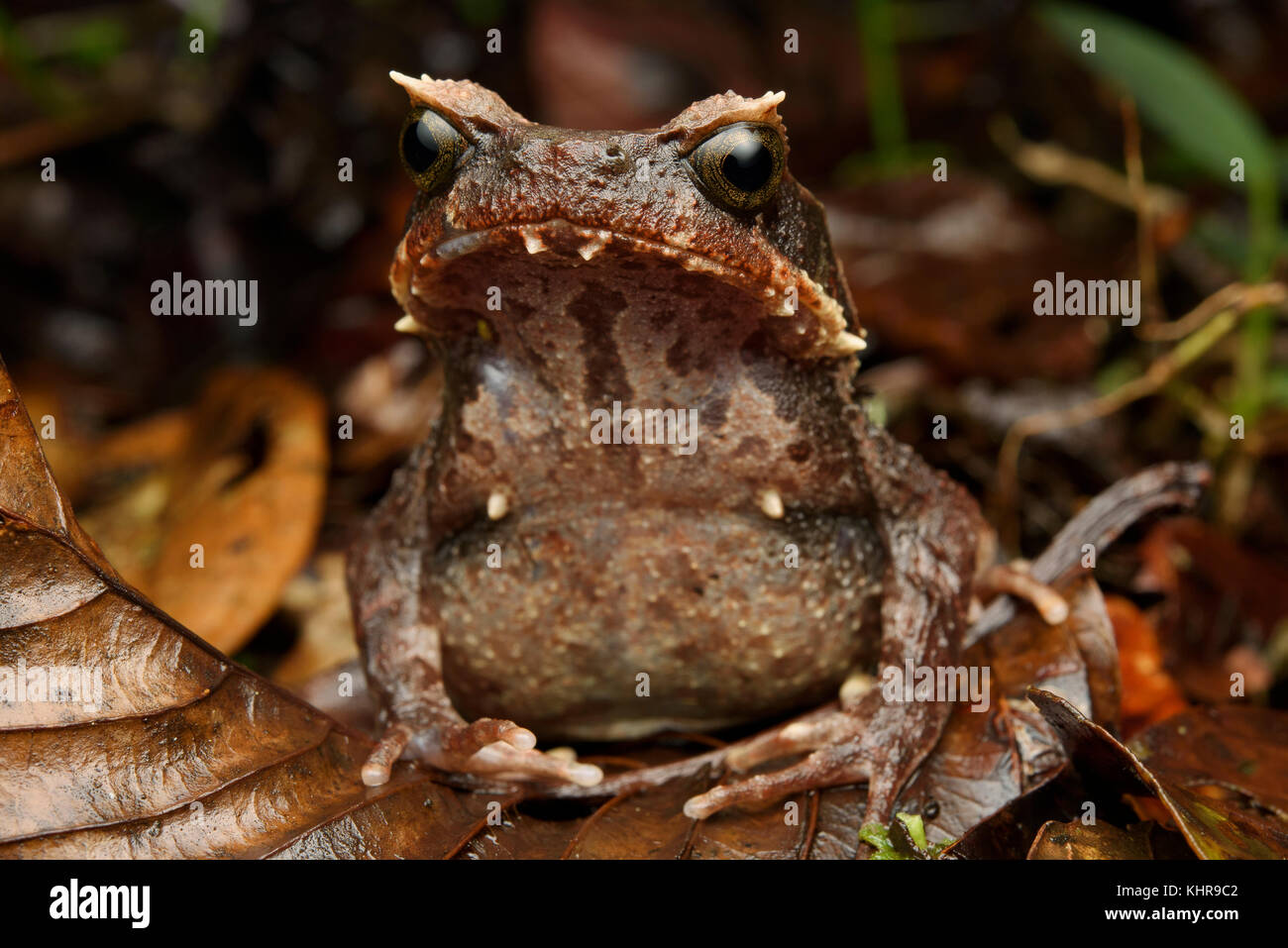 Kinabalu Horned Frog (Megophrys baluensis), Mount Kinabalu National ...