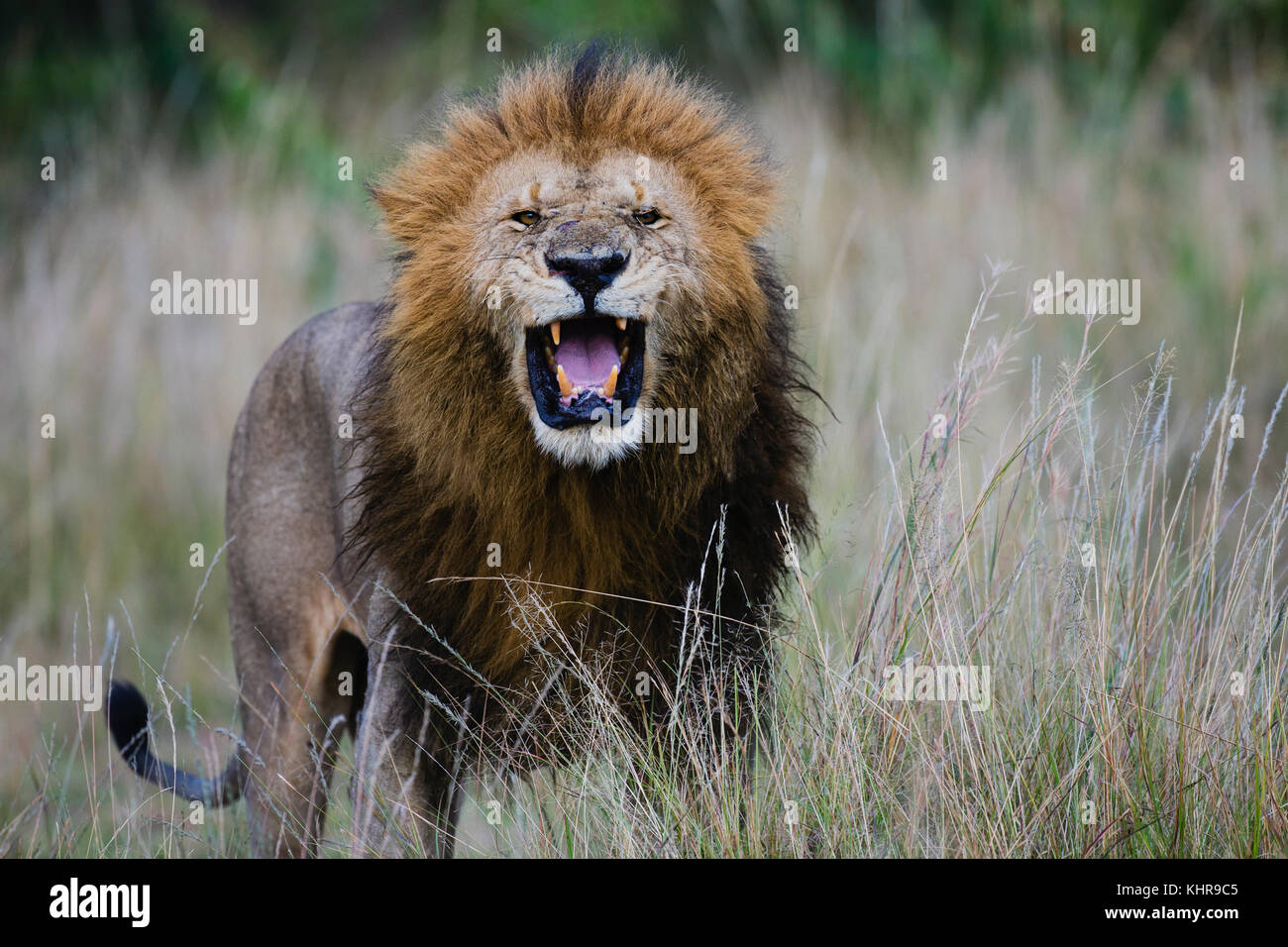 African Lion (Panthera leo) male flehming, Masai Mara, Kenya Stock ...