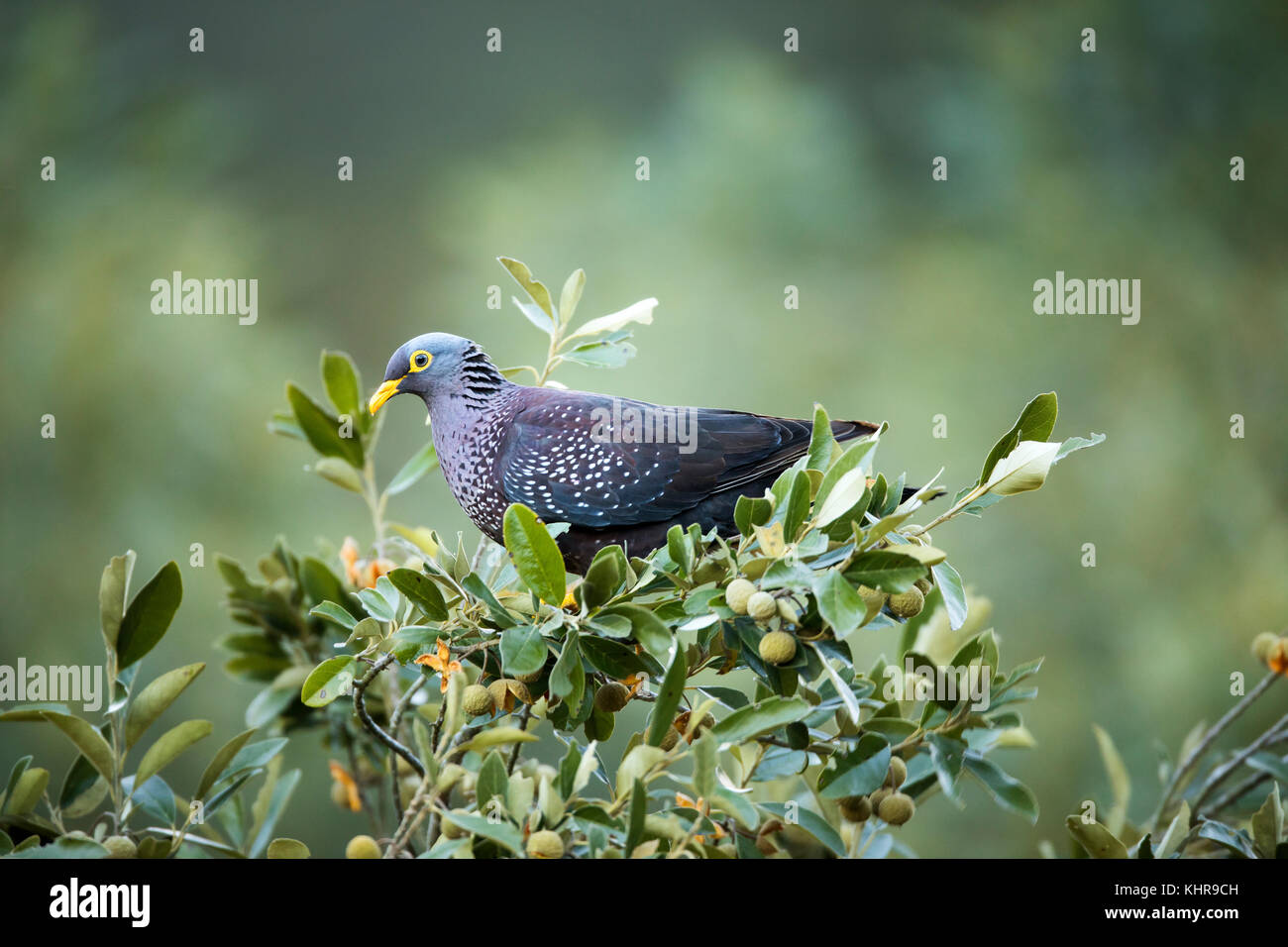 African Olive-Pigeon (Columba arquatrix), Montagu Pass, Western Cape ...