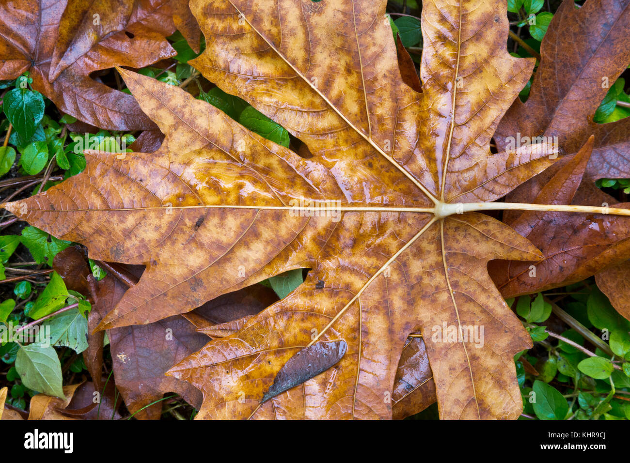 "Bigleaf Maple (Acer macrophyllum) leaf in autumn, North Cascades ...