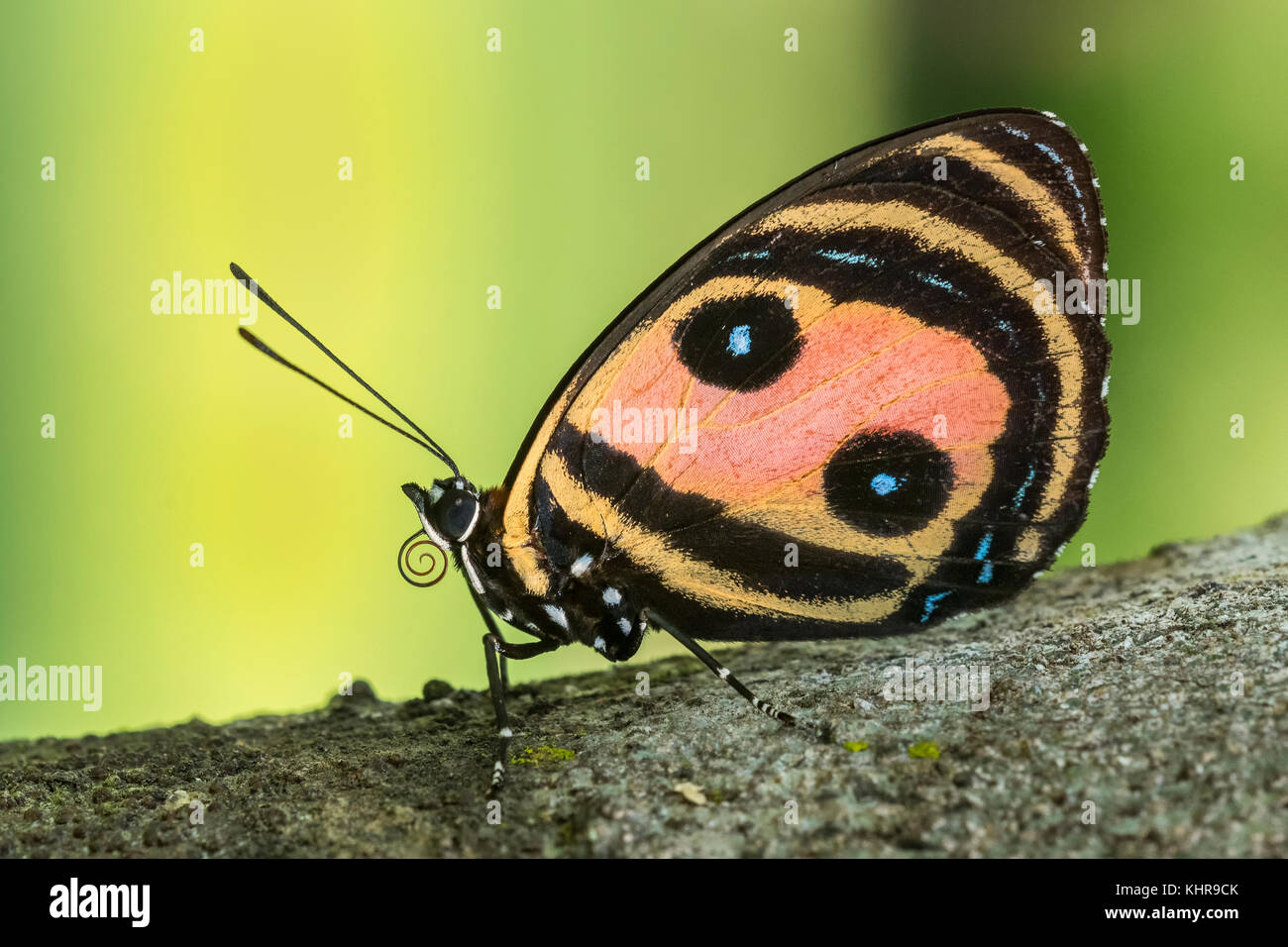 Two-eyed Eighty-eight (Callicore pitheas) butterfly, Los Llanos ...