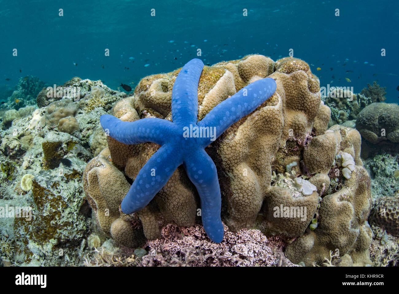 Blue Sea Star (Linckia laevigata), Lesser Sunda Islands, Indonesia ...